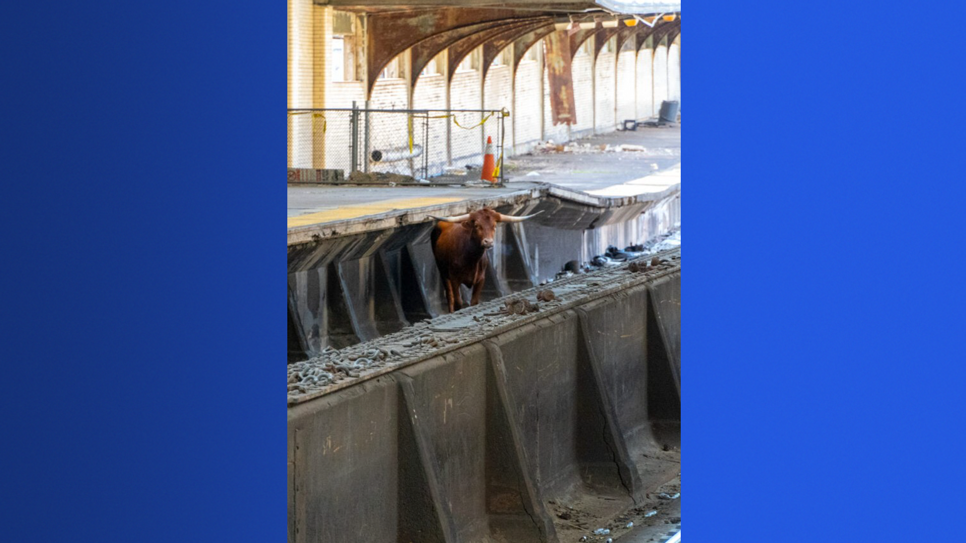 Lost bull slows down NJ Transit service near Newark Penn Station