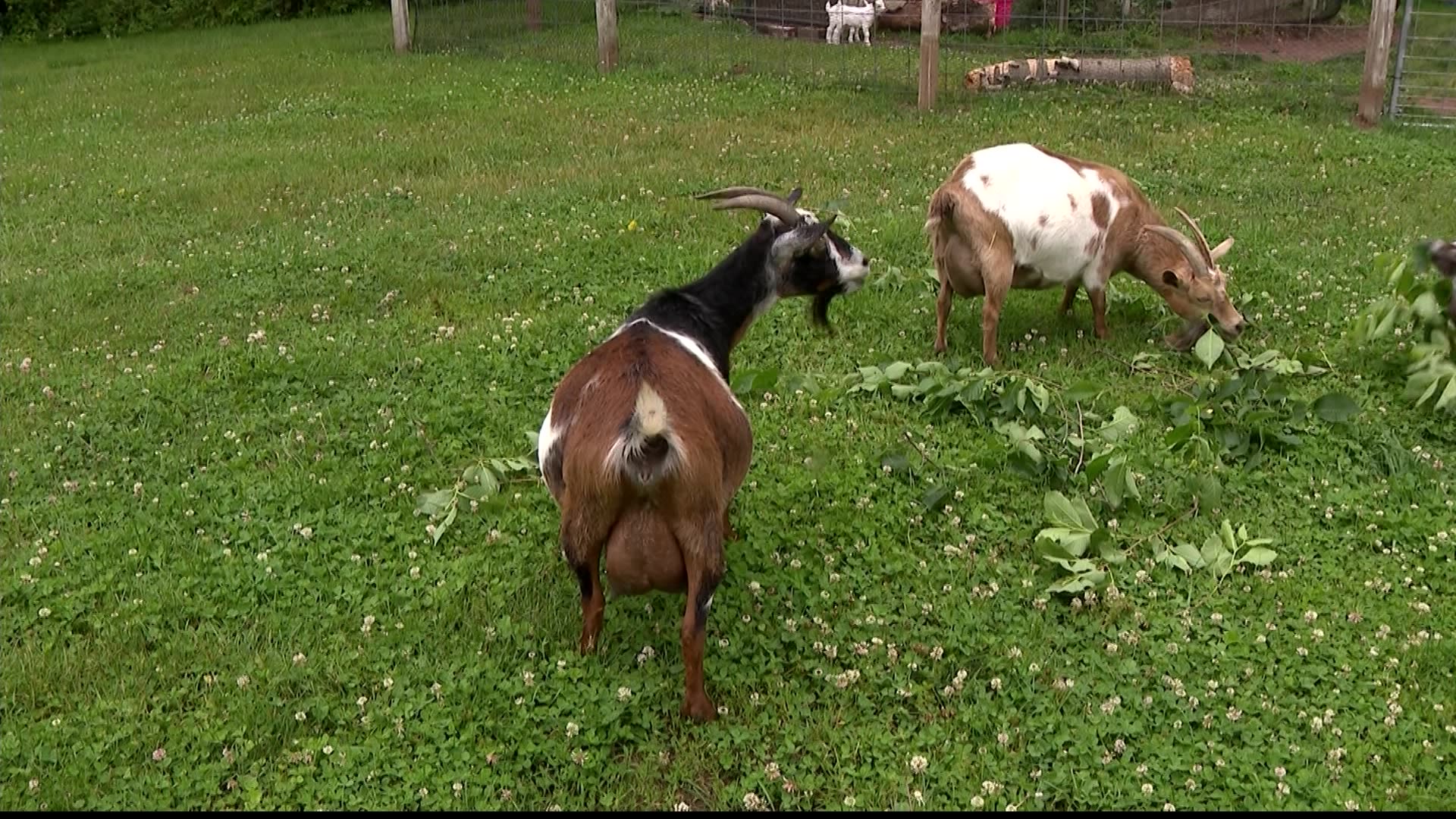 Cheshire Hollow Farm features pygmy goats, miniature horses and pot ...
