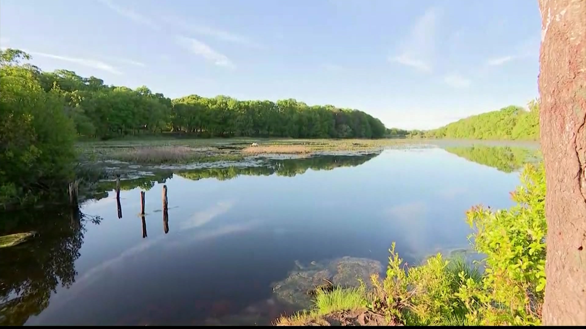NYSDOH: Fish in Peconic River test positive for PFAS, residents warned ...