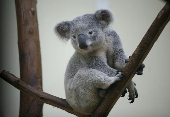 On the Spot: Animals