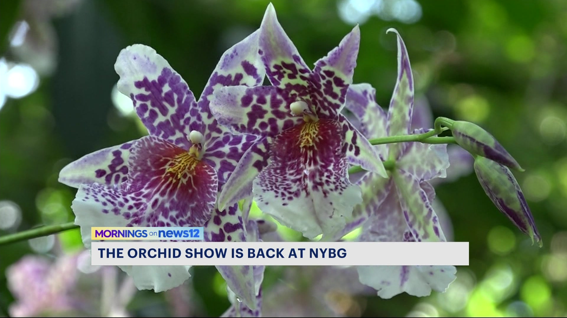 Check out a special preview for the Orchid Show at the New York Botanical Garden