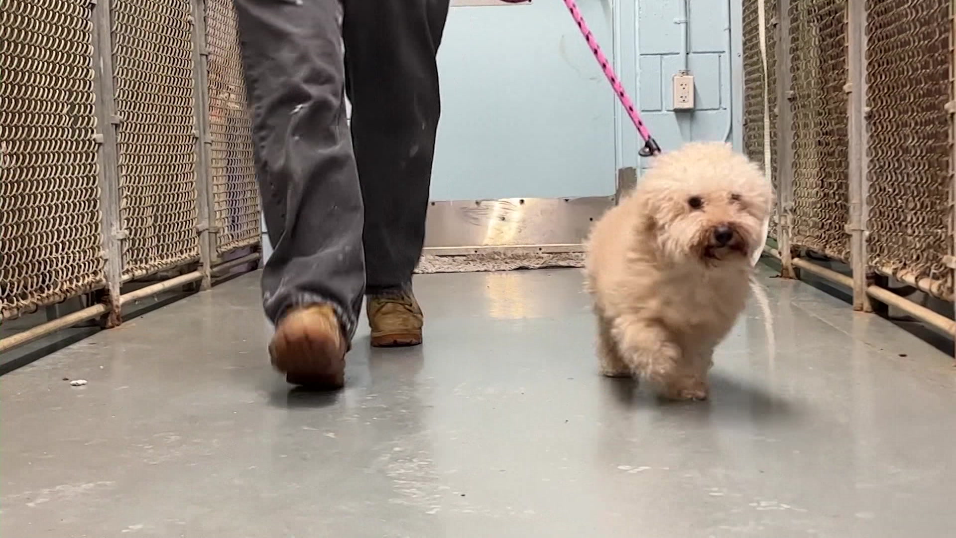 News 12 | New Jersey | Police Abandoned Dog Found In Old Bridge ...
