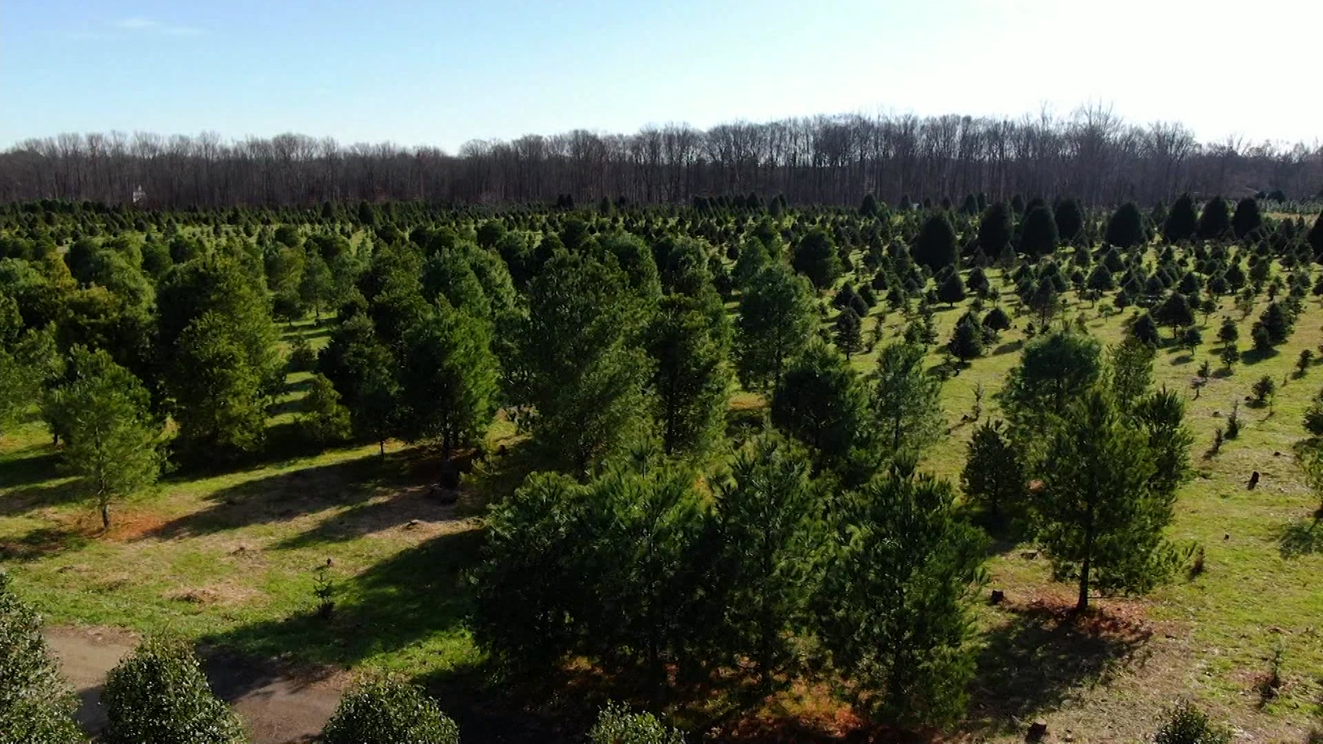 Looking for a road trip? Check out Anne Ellen Tree Farm