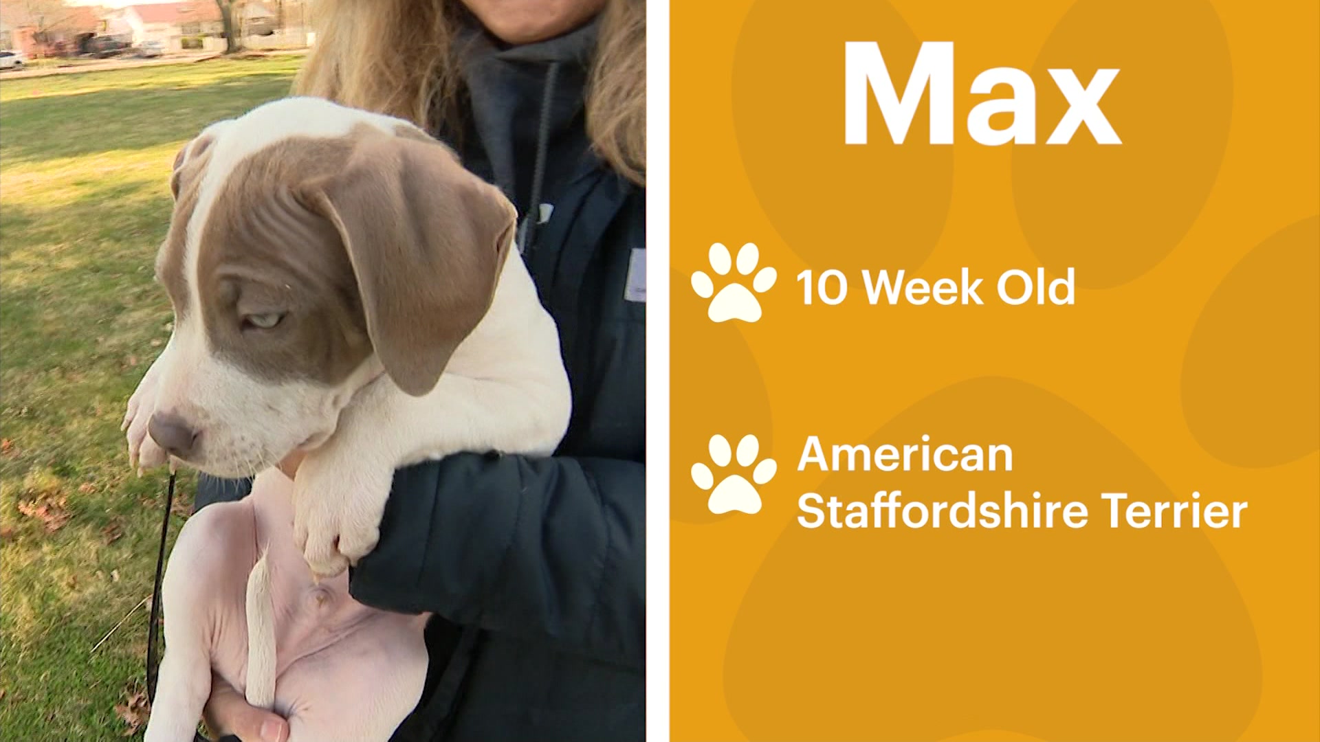 Paws & Pals: 4 dogs up for adoption at Posh Pets Rescue