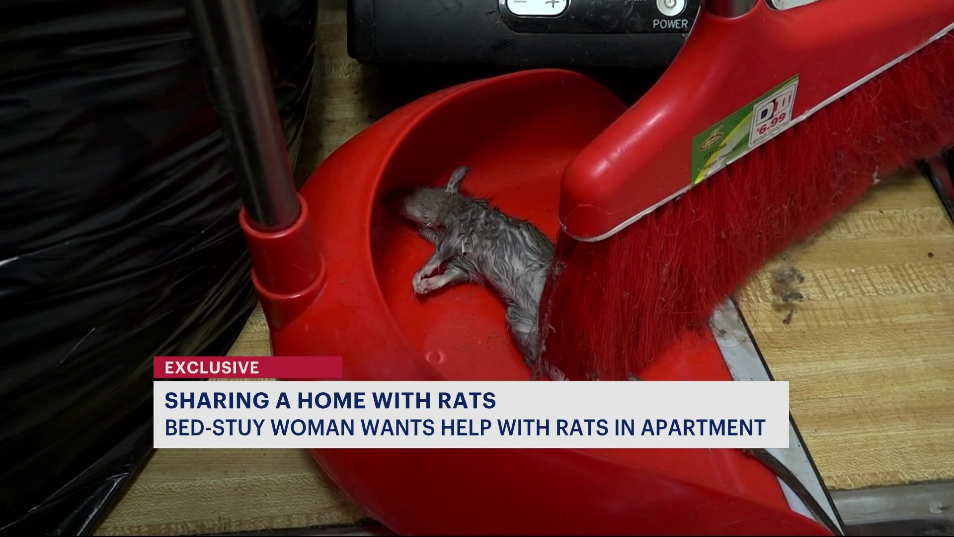 Brooklyn tenant forced out of kitchen due to rat infestation