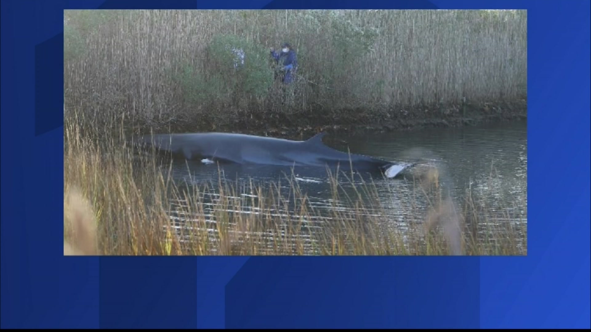 News 12 | Long Island | Atlantic Marine Conservation Society Whale ...