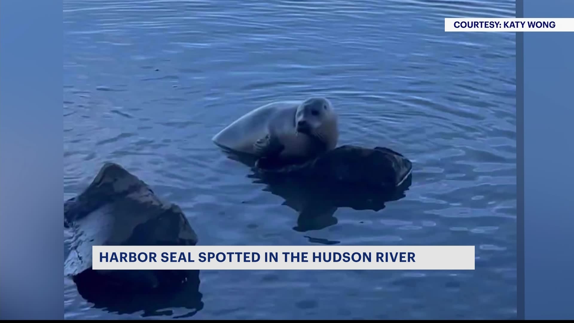 Harbor seal spotted in Hudson River