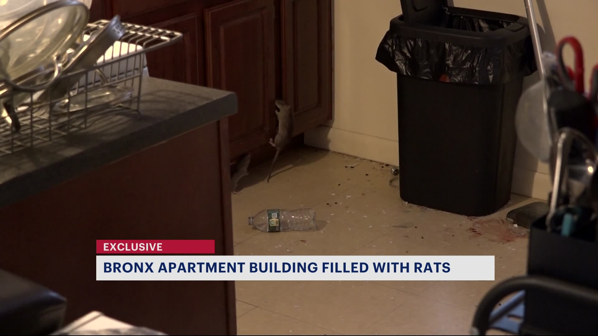 Woman claims rats have taken over her home due to building's holes ...