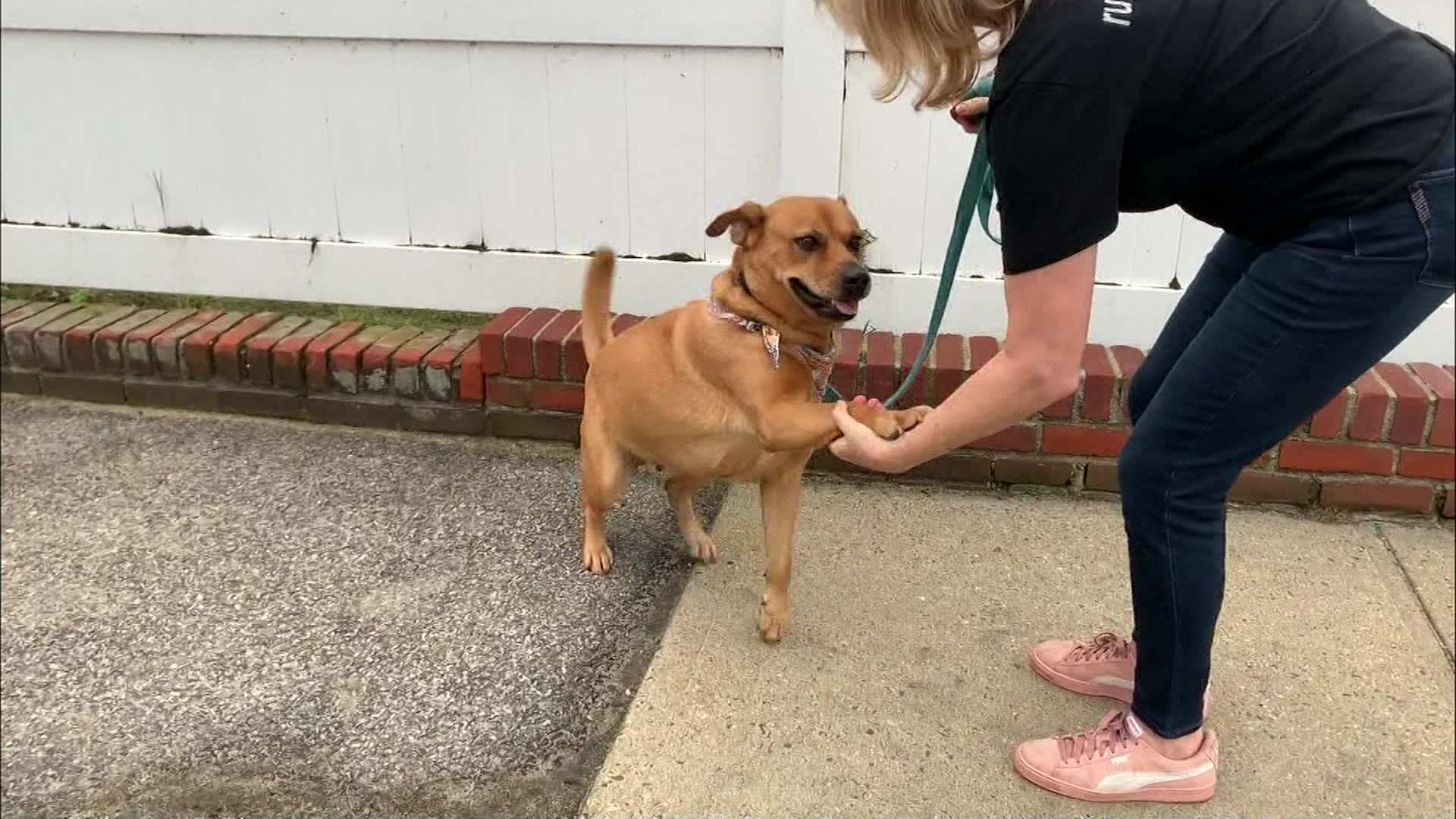 Paws & Pals: Dogs up for adoption at Ruff House Rescue on Nov. 6