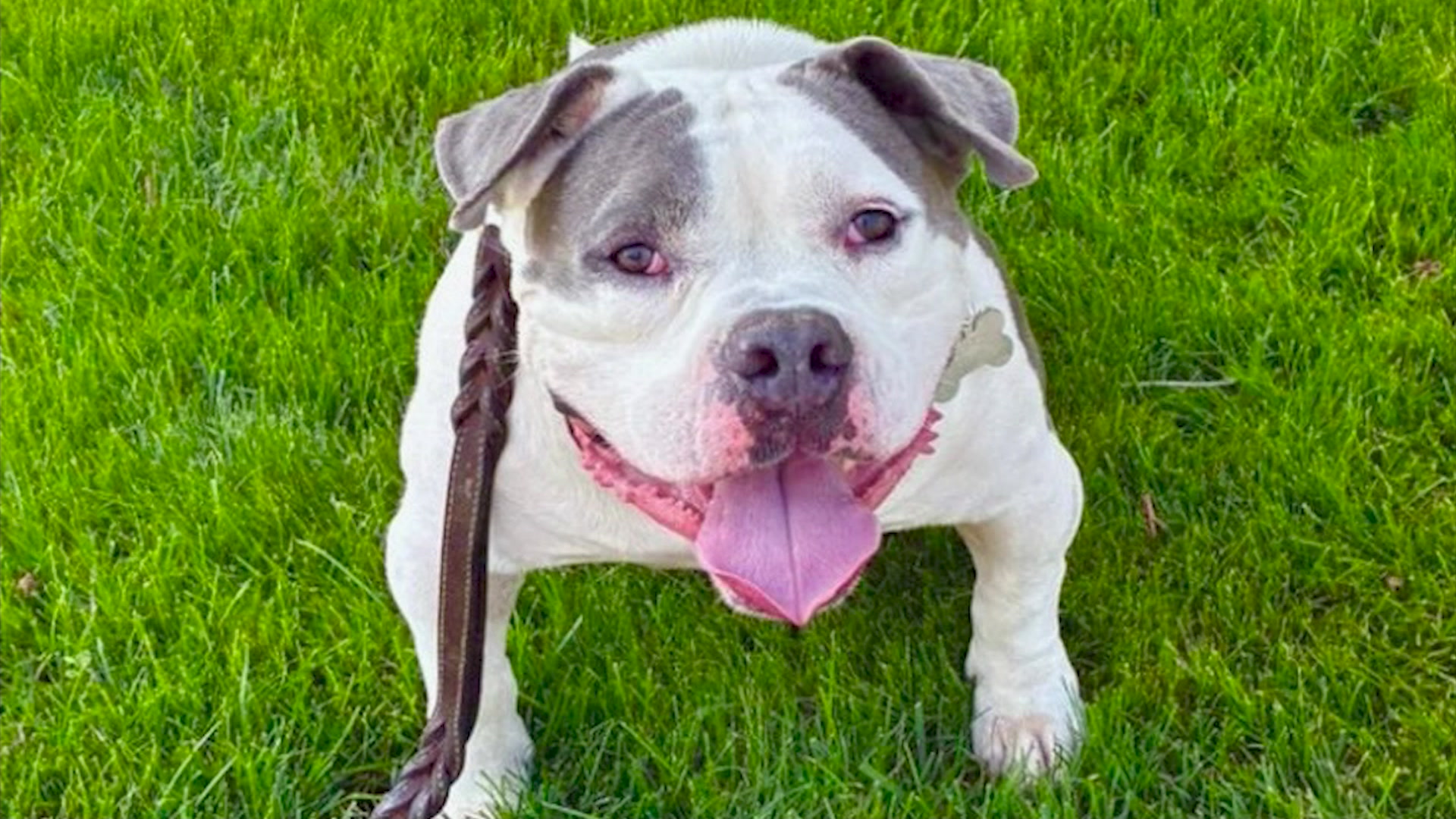 'It's devastating.' Wilton family grieves loss of dog run over by ...