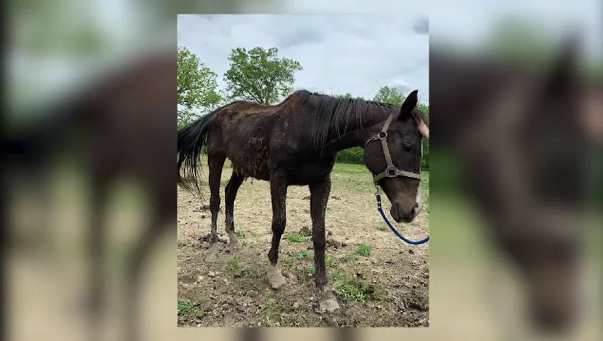 News 12 | New Jersey | Police Find 71 Neglected Animals Including ...