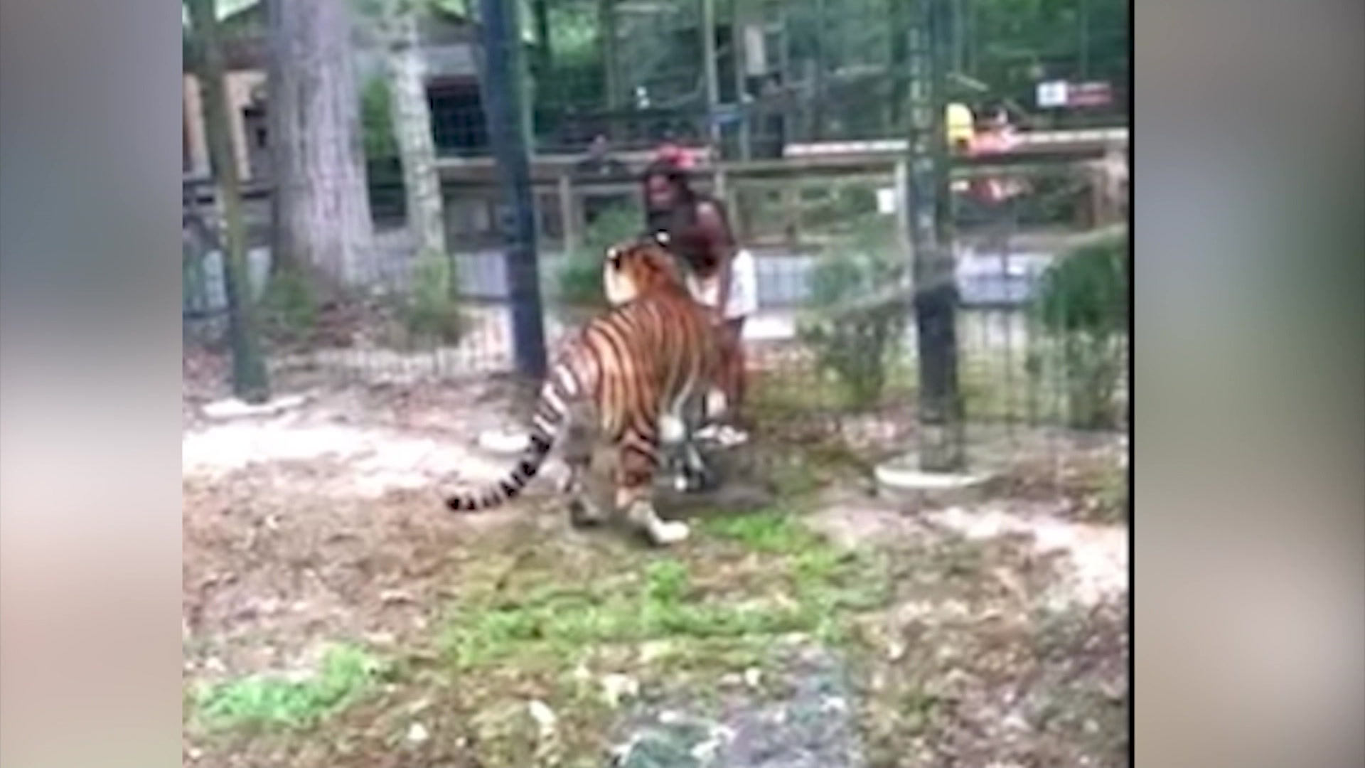 News 12 | New Jersey | Police: Woman who climbed into tiger enclosure at Cohanzick Zoo nearly bitten