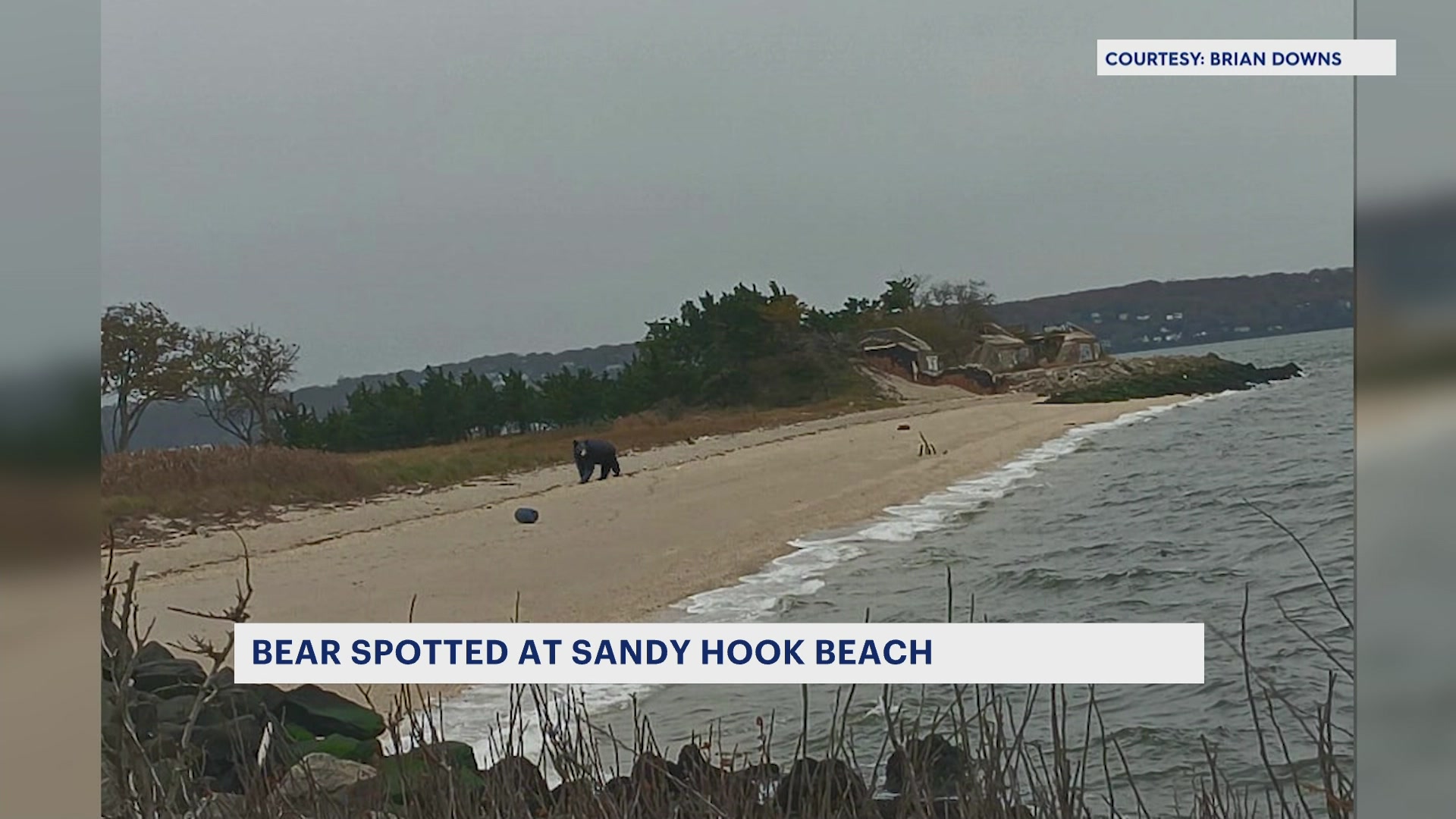 News 12 | New Jersey | Black Bear Spotted On Sandy Hook Beach Friday