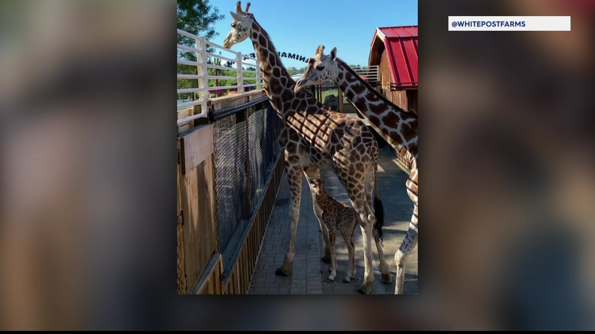 Melville farm welcomes visitors to see first baby giraffe born on Long ...