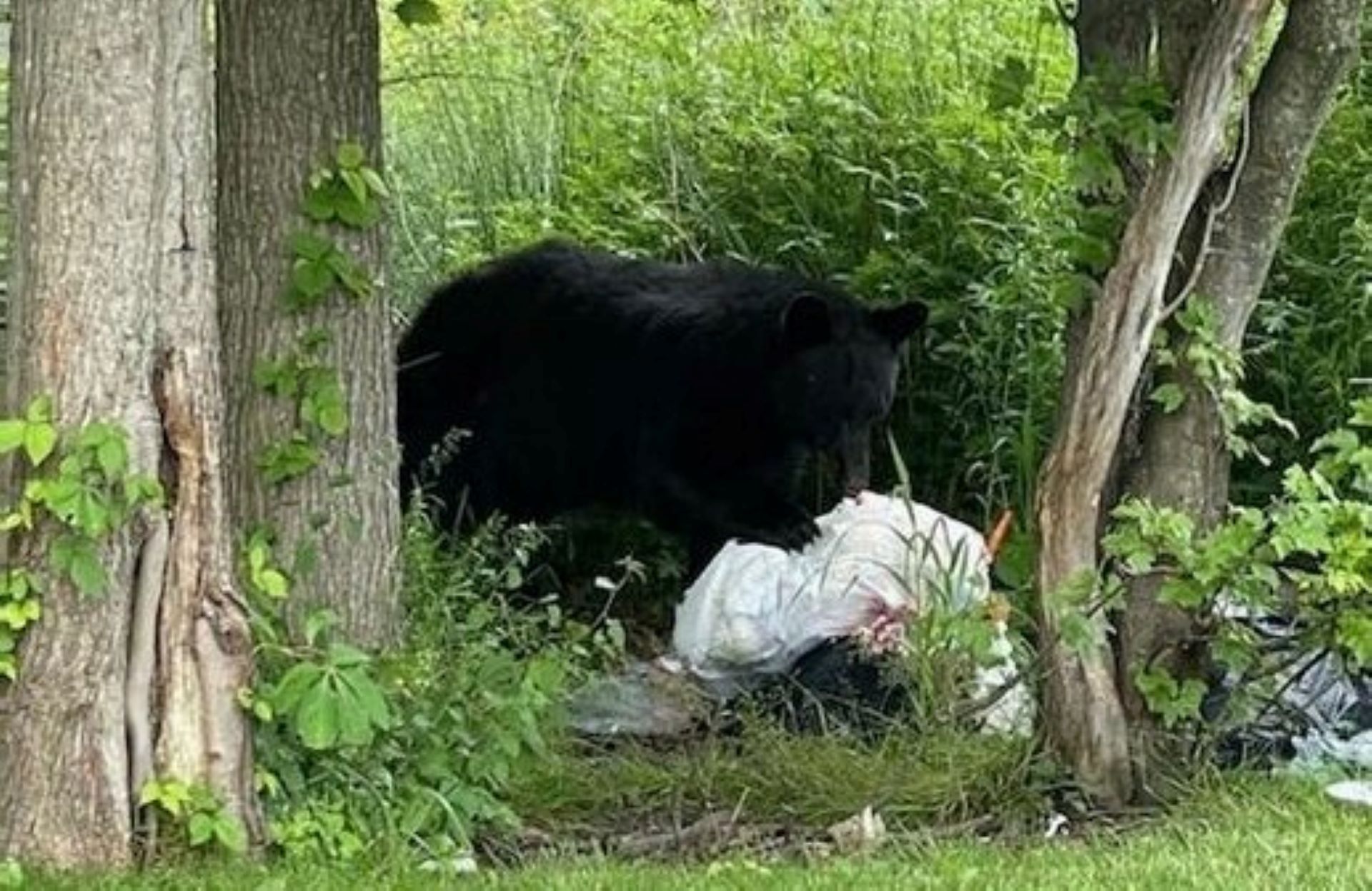Police: Bear spotted taking stroll through Nanuet