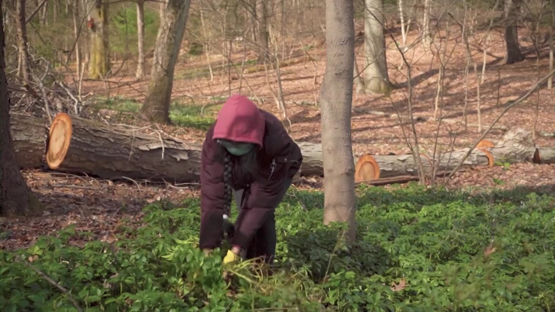 Hofstra University students give up spring break to volunteer across LI