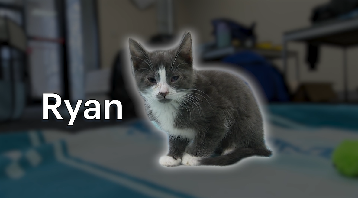 Paws & Pals: Cats up for adoption at North Fork Country Kids Animal Rescue