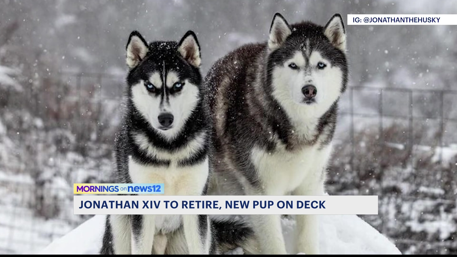UConn's fearless mascot gets ready to pass the leash to his successor ...