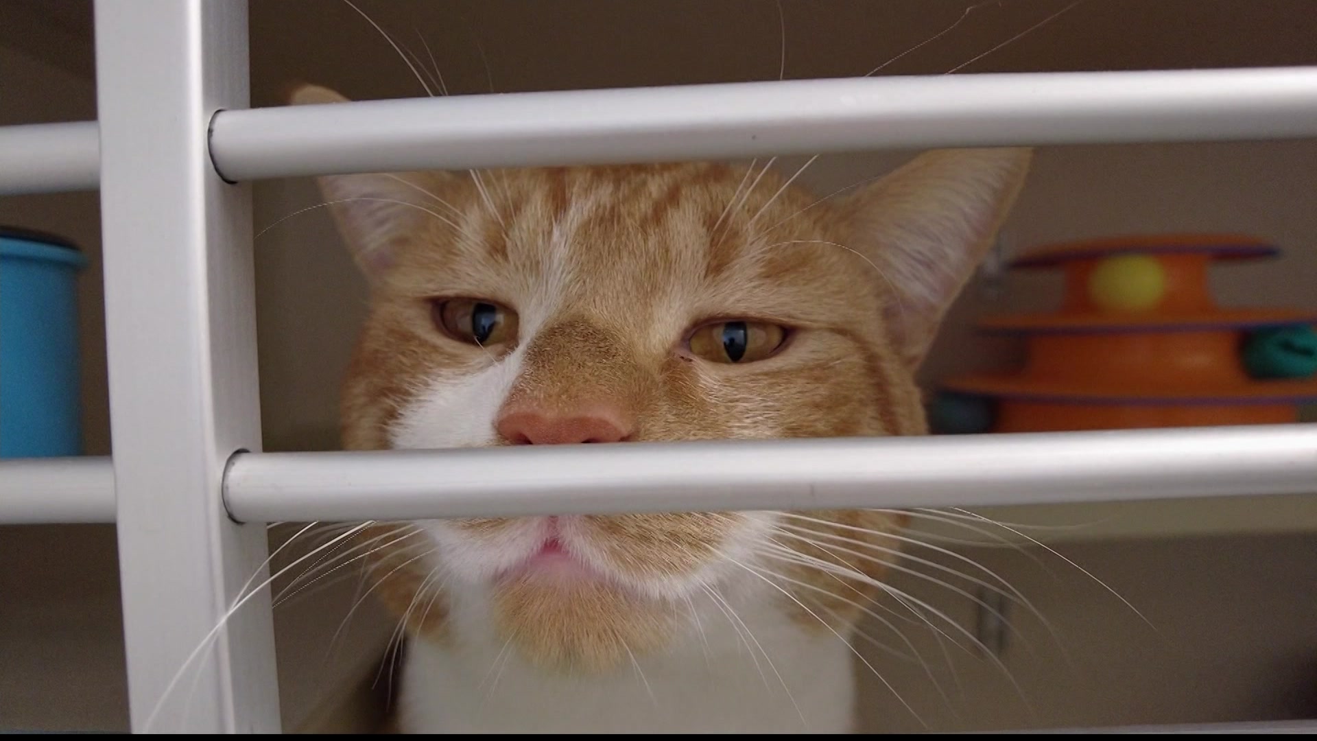 Newly passed law will ban pet shops from selling dogs, cats and rabbits