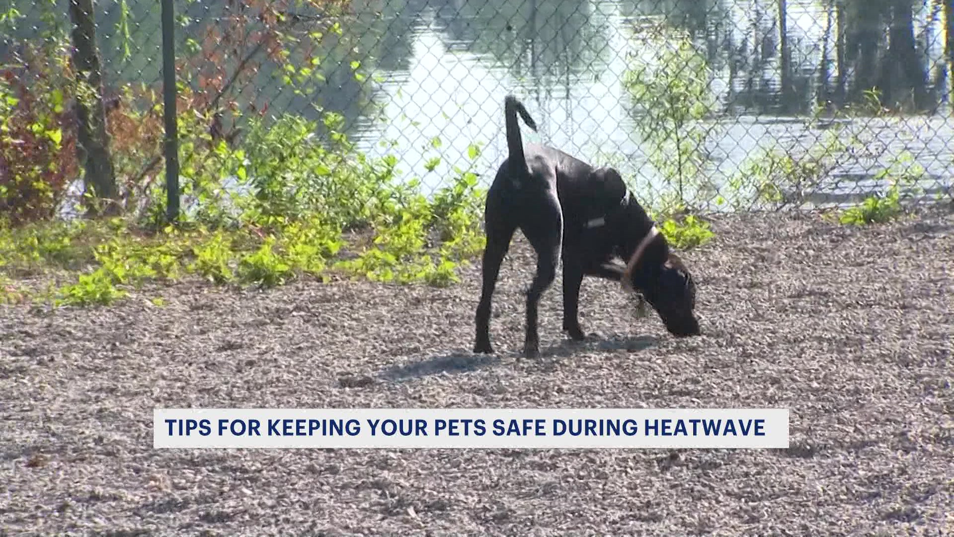 Paterson Animal Control gives tips on keeping pets safe in high temps