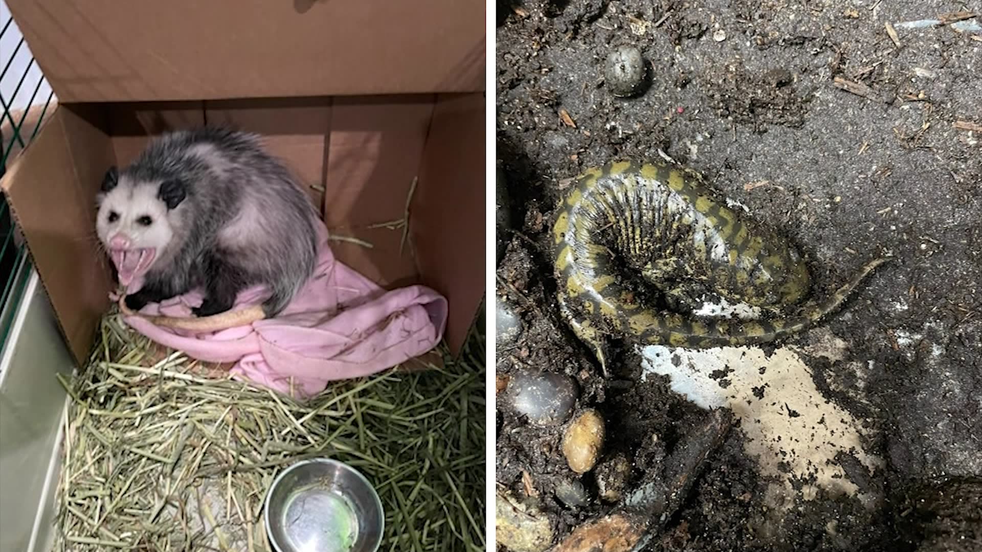 Photos released of exotic animals rescued from North Bellmore house