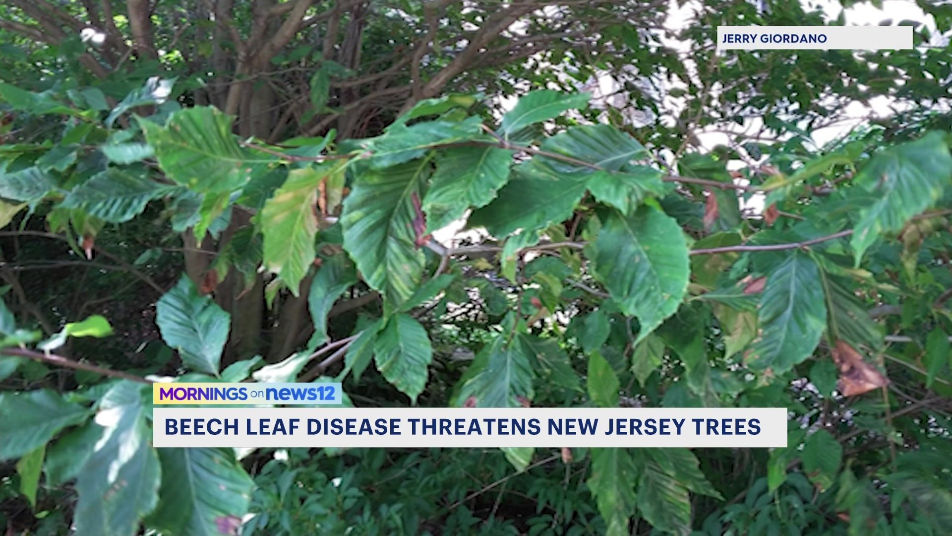 New disease killing beech trees in New Jersey, experts say