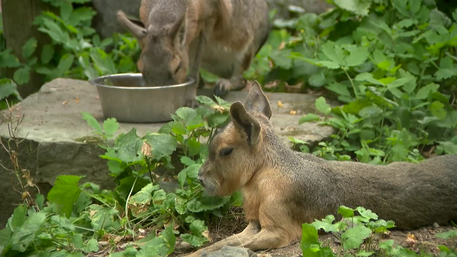 Road Trip: Millbrook School's Trevor Zoo cares for nearly a dozen ...