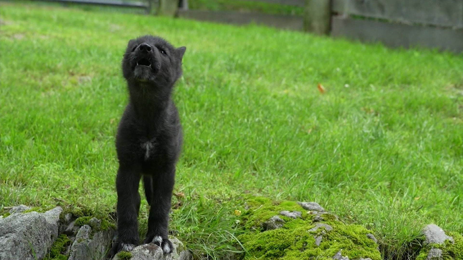 New ambassador wolf pup makes debut in South Salem