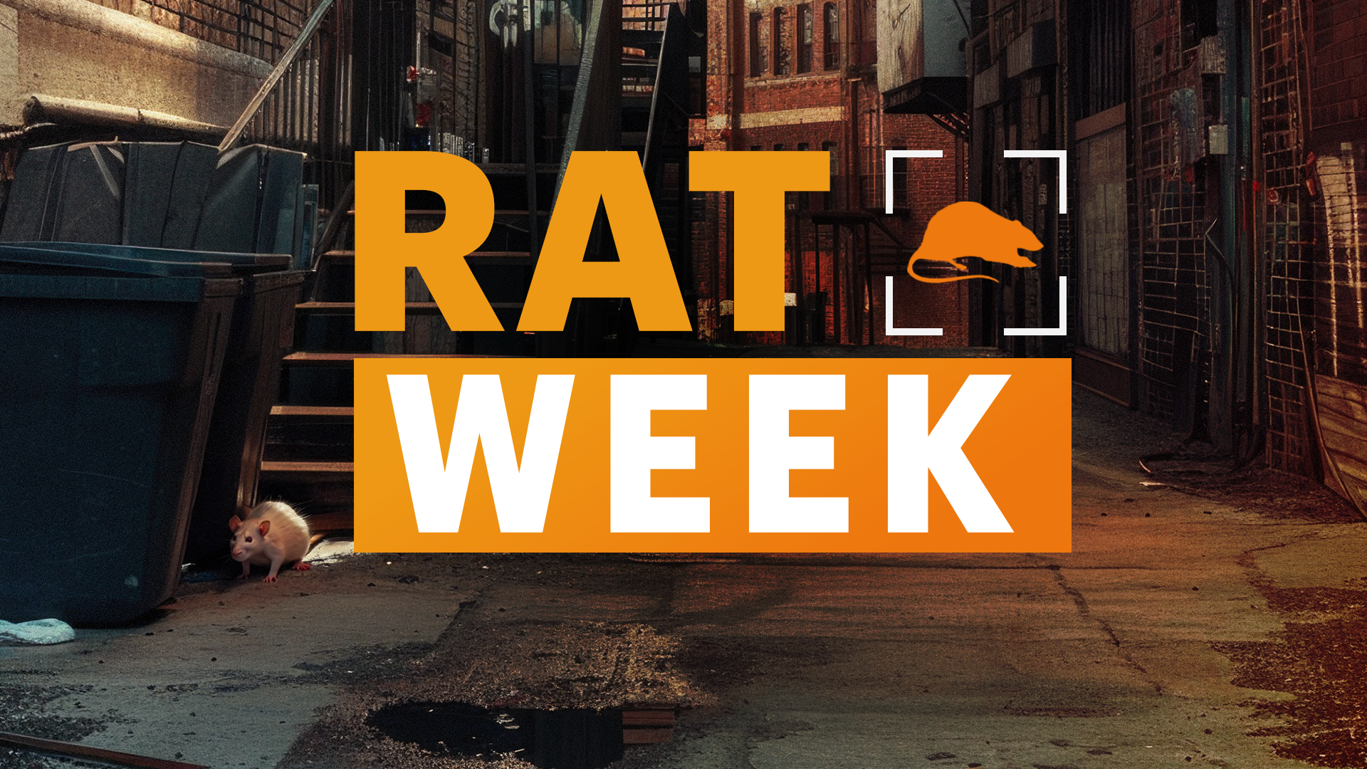 News 12 Rat Watch