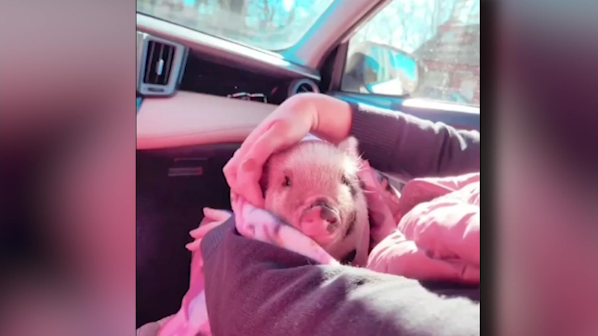 Gilbert the Party Pig has a new sidekick that could hog the spotlight