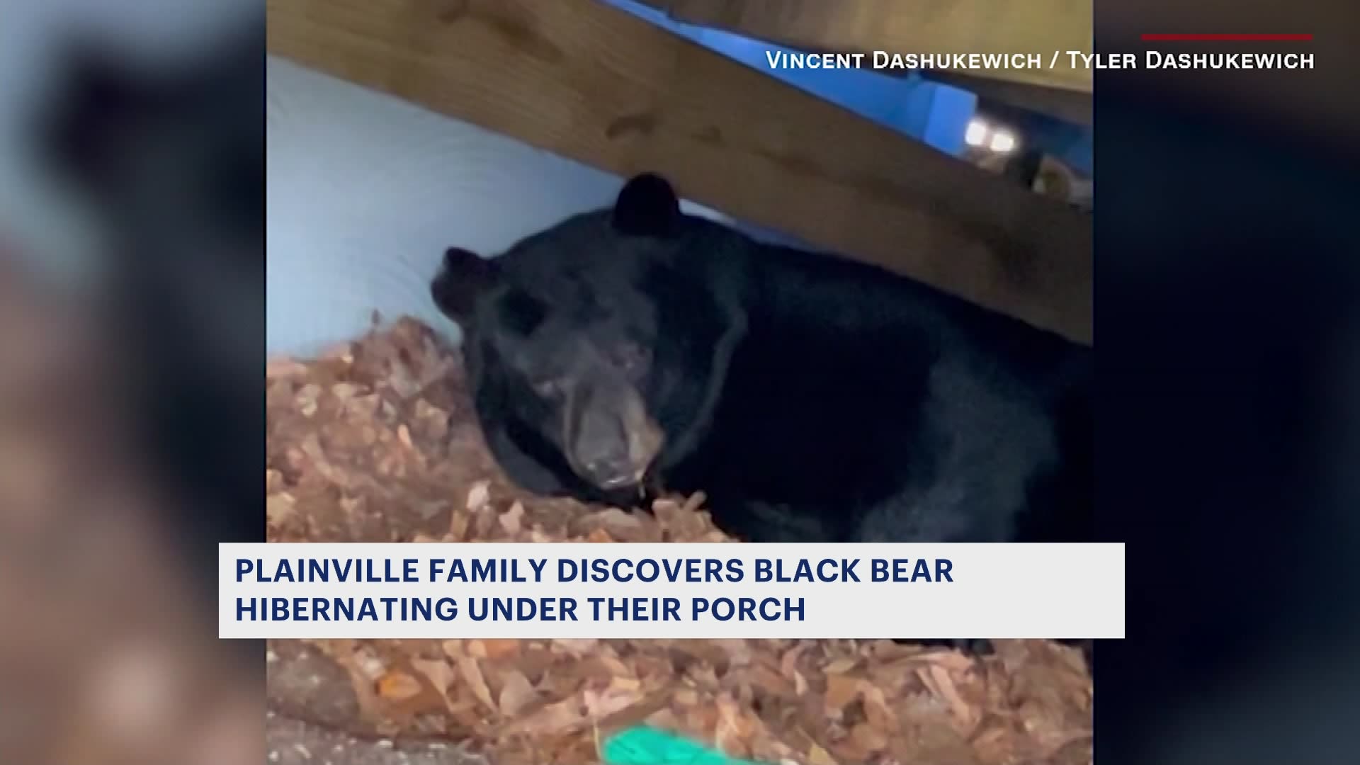 Plainville family discovers black bear hibernating under their porch