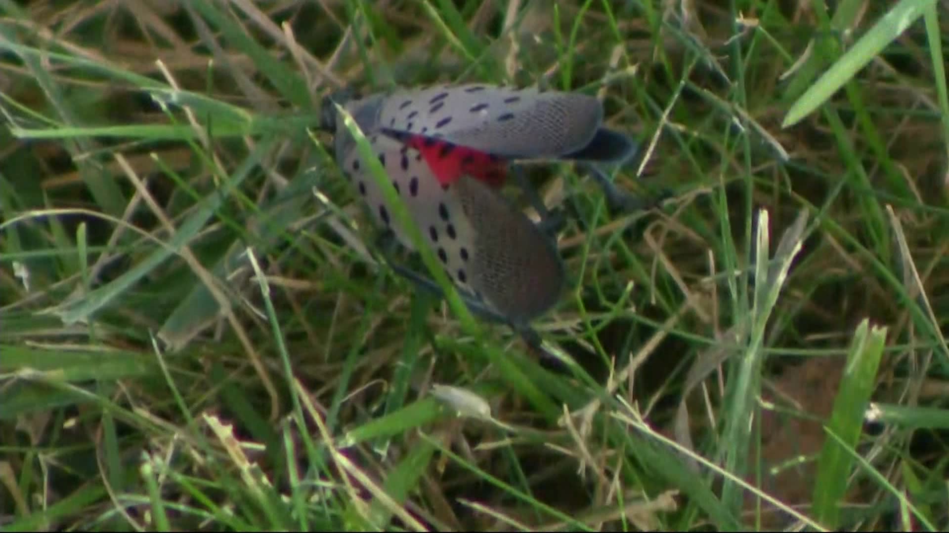 'Extremely invasive.' Spotted lanternfly could cause damage to Long ...