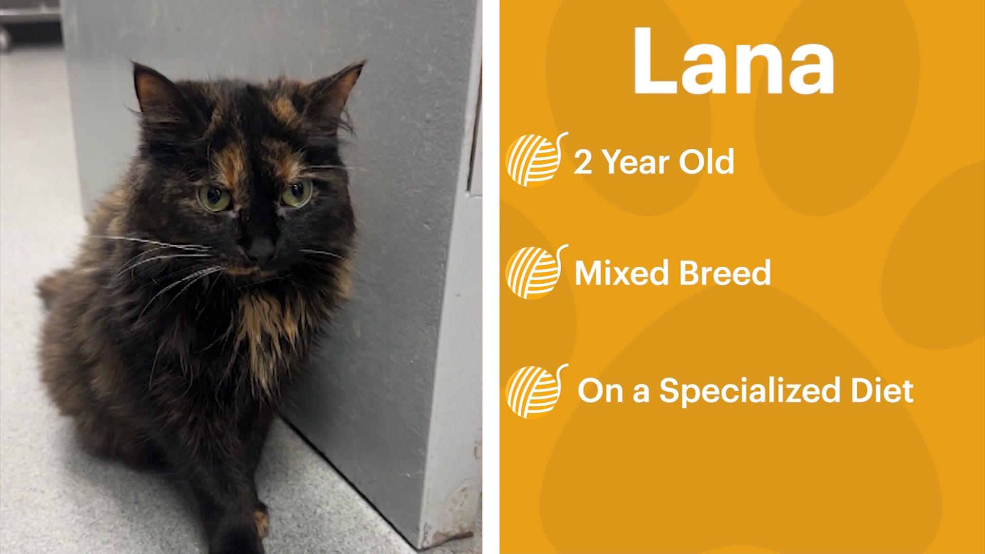 Paws & Pals: Cats, dogs up for adoption now at the North Shore Animal ...