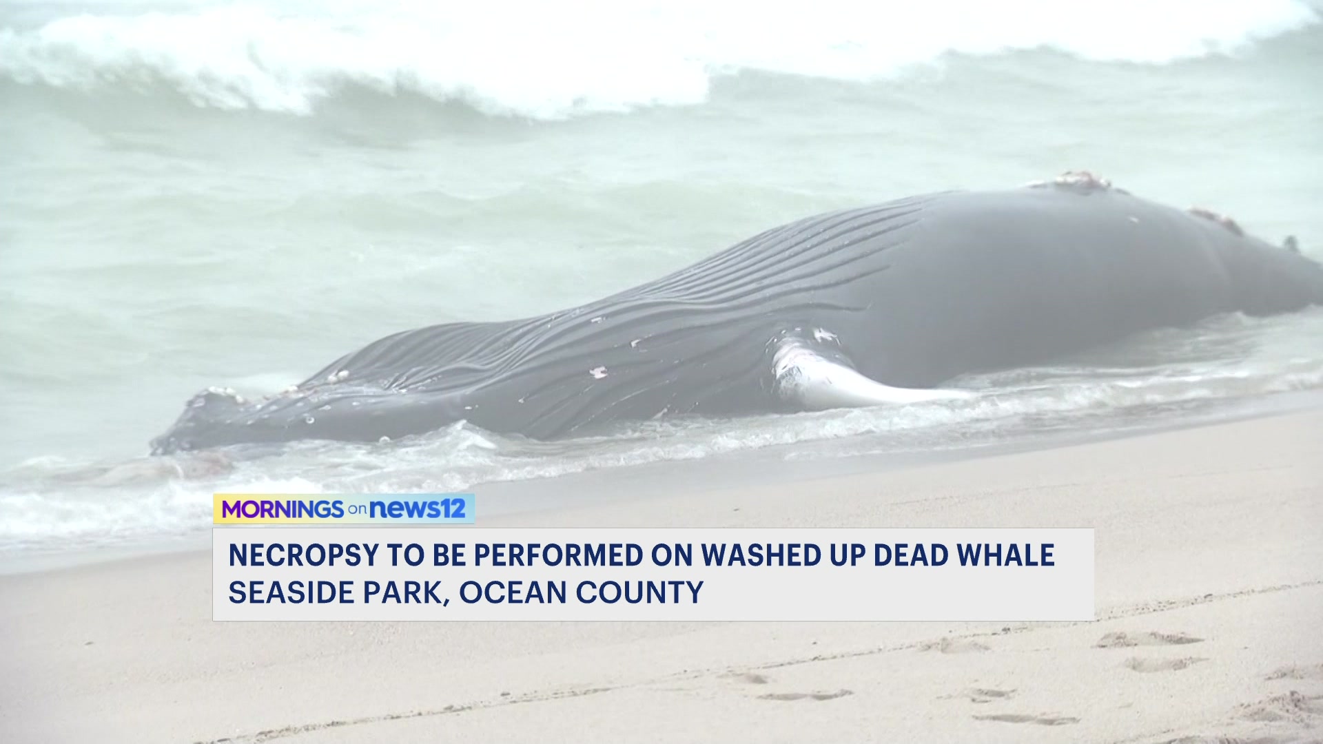 Necropsy set to be performed on dead whale that washed ashore in ...