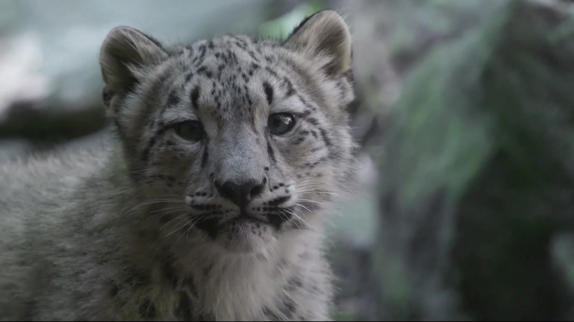 News 12 | Bronx | Say Hello To The New Snow Leopard Cubs Making Their ...