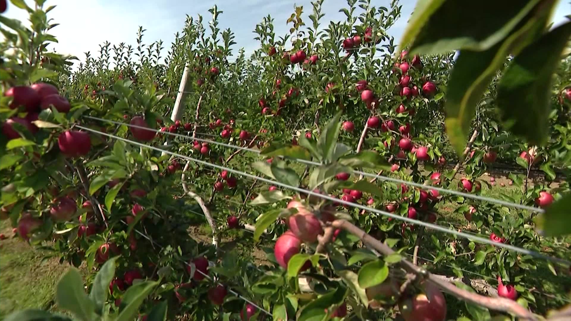 It's apple picking season! Here are tips to help you pick the perfect apple