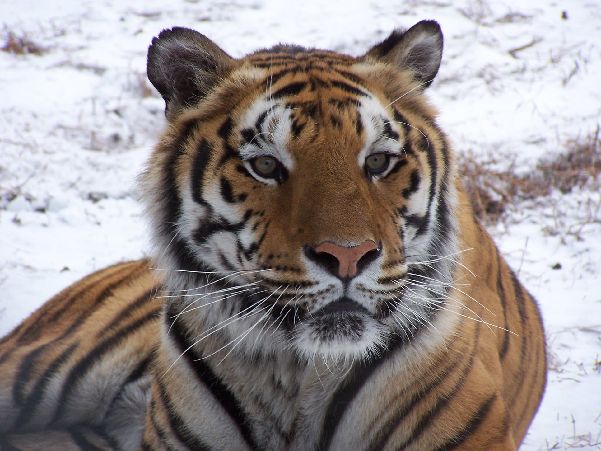 News 12 | Bronx | Beloved Rescued Tiger Caesar Dies At Popcorn Park Zoo