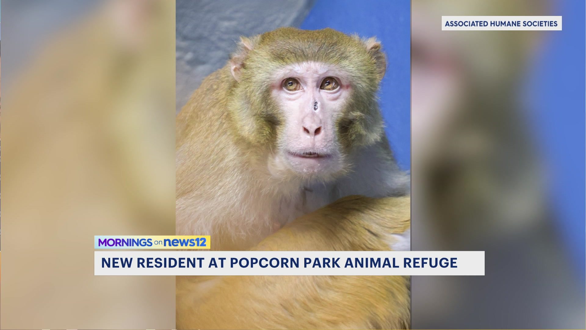 Popcorn Park welcomes rhesus monkey after Mississippi truck crash
