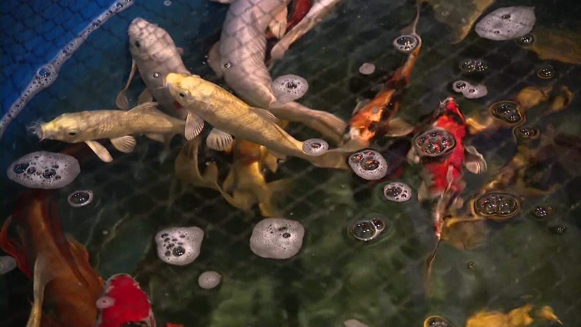 News 12 | Long Island | Bay Shore fish and reptile store forced to ...