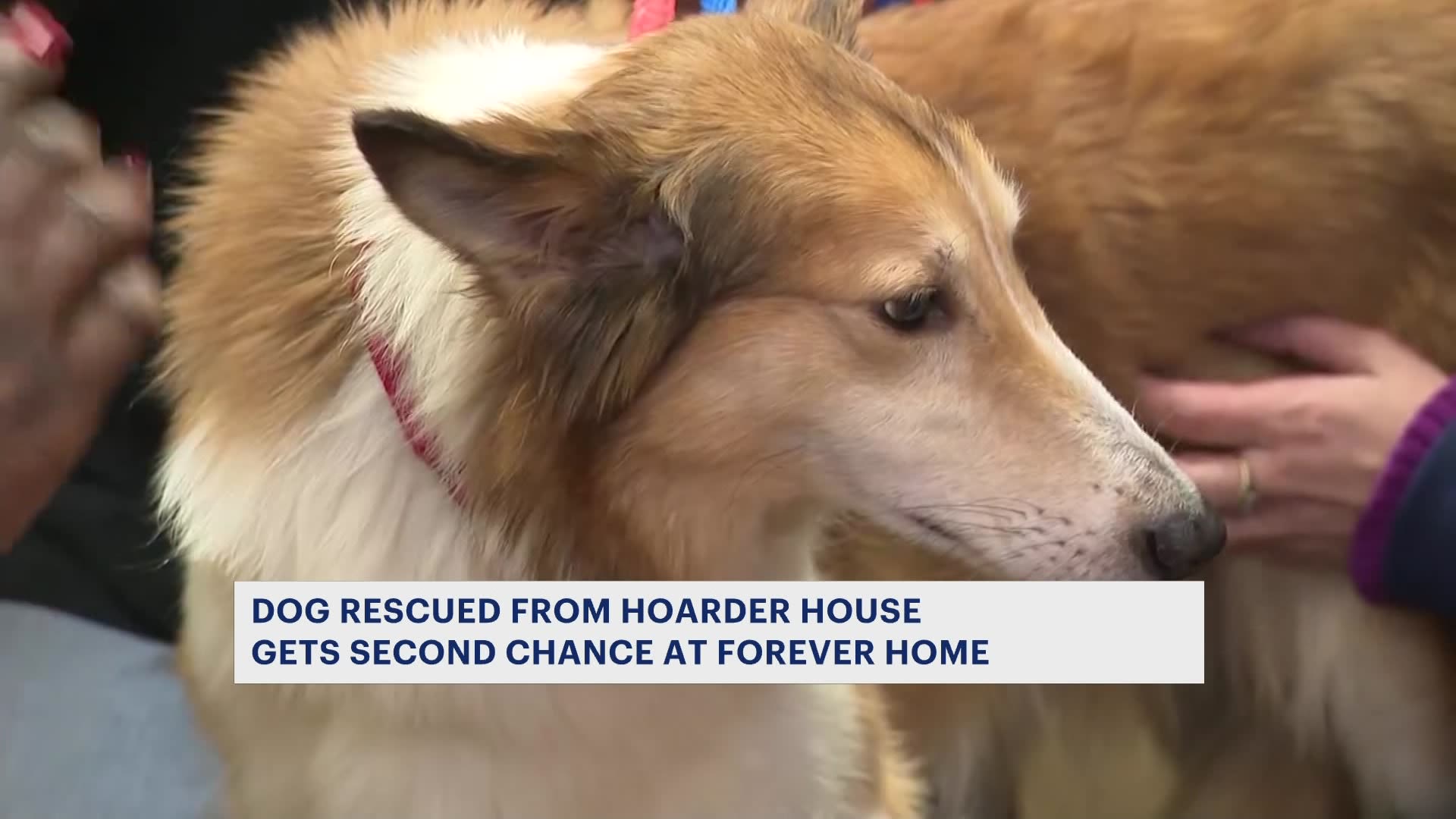 Dog rescued from hoarder home in Brick reunites with shelter that first ...