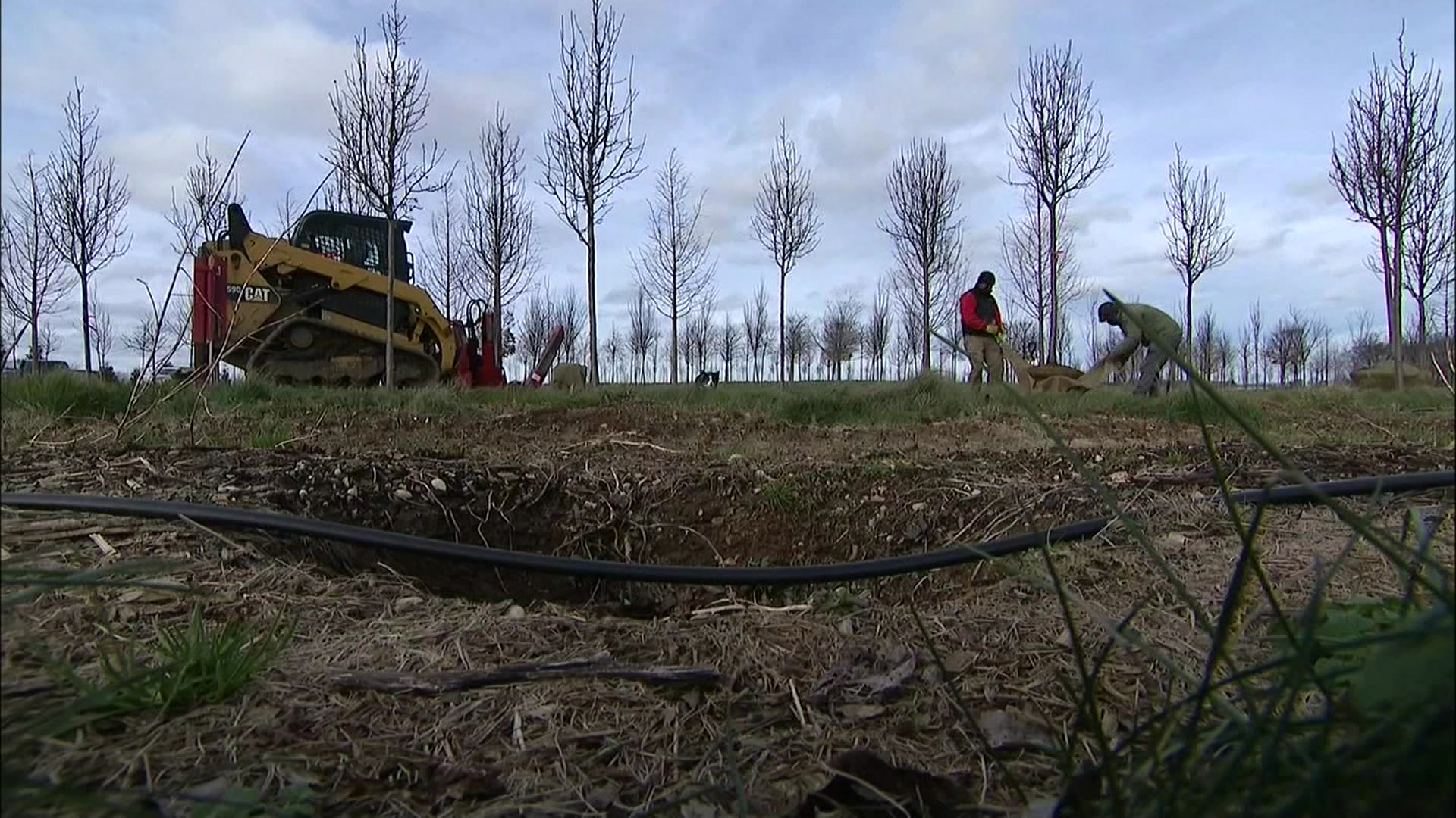 News 12 | Bronx | Whitman Nurseries On North Fork Grows Trees Found ...