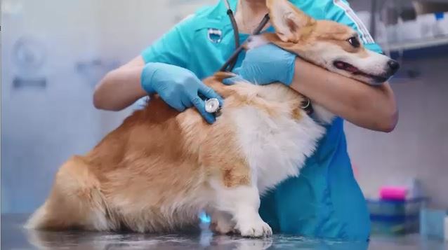 News 12 | New Jersey | Vet Warns Pet Owners That Dog Illness Surging ...