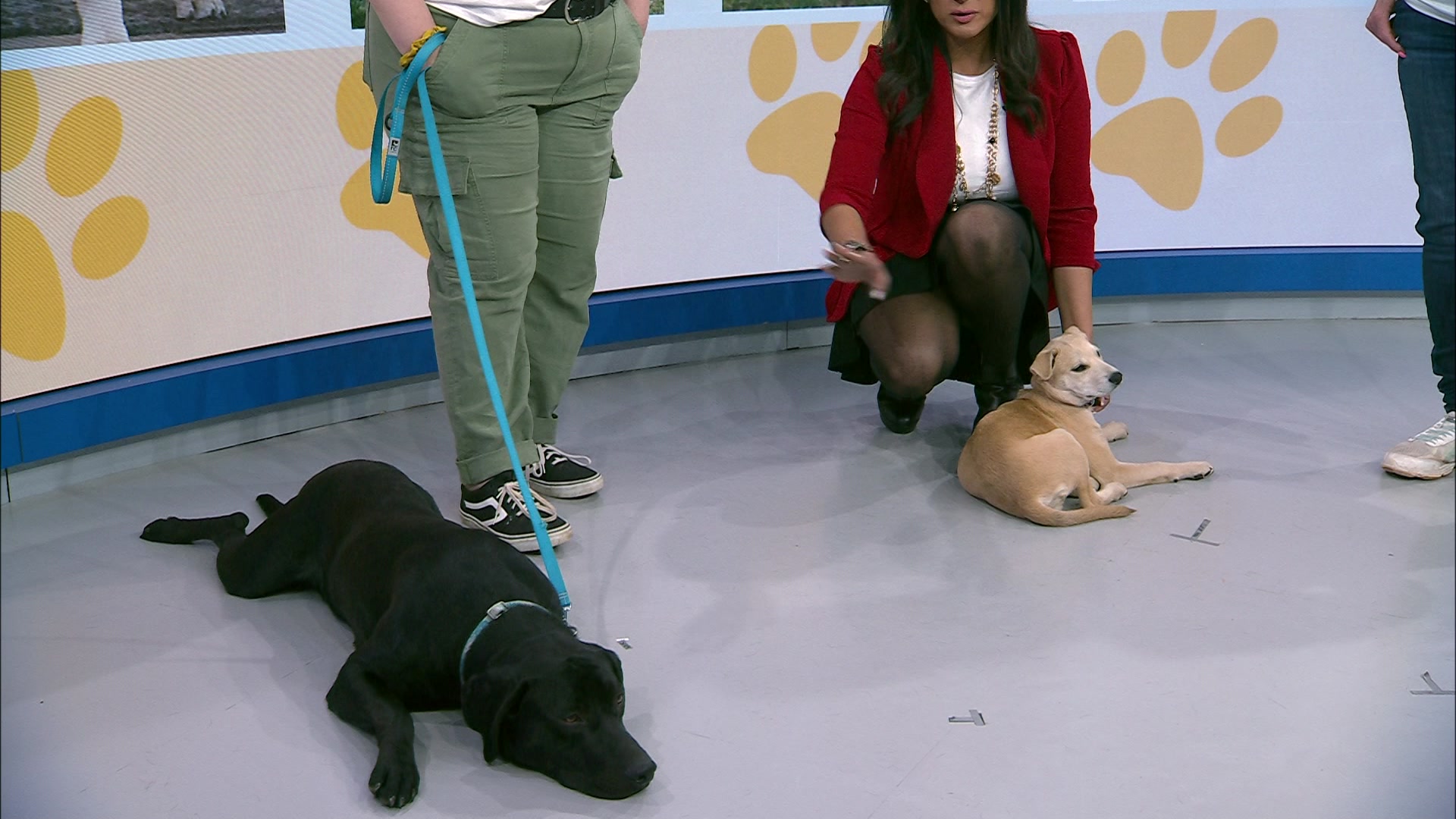 Paws & Pals: Mila and Willie up for adoption in Warren County