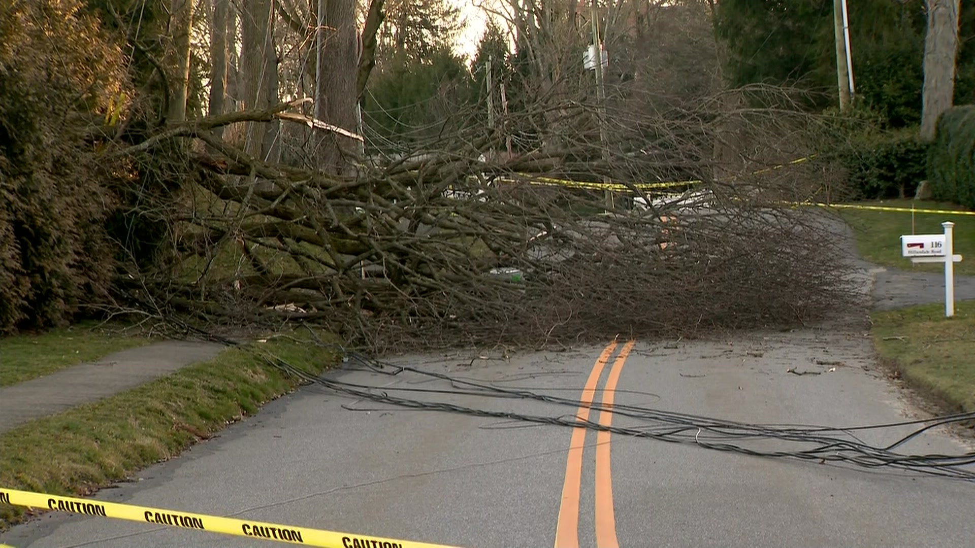 Gusty overnight winds bring down trees, power lines across parts of ...