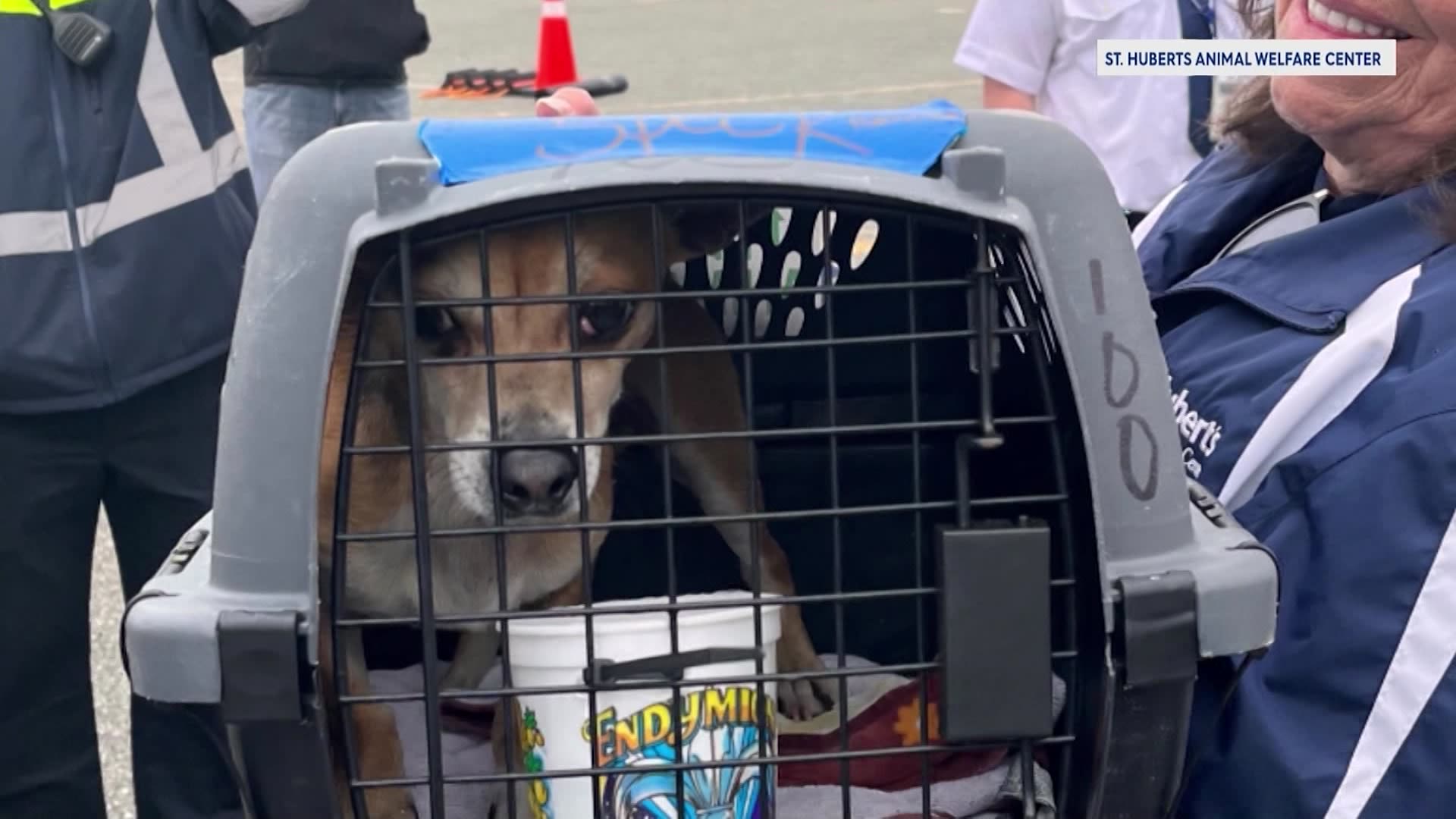 Madison animal center welcomes new furry friends rescued by Good ...