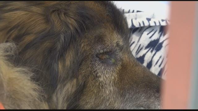 News 12 | Bronx | Nypd Rescues Dog Tossed Into Garbage Bag Left To Die ...