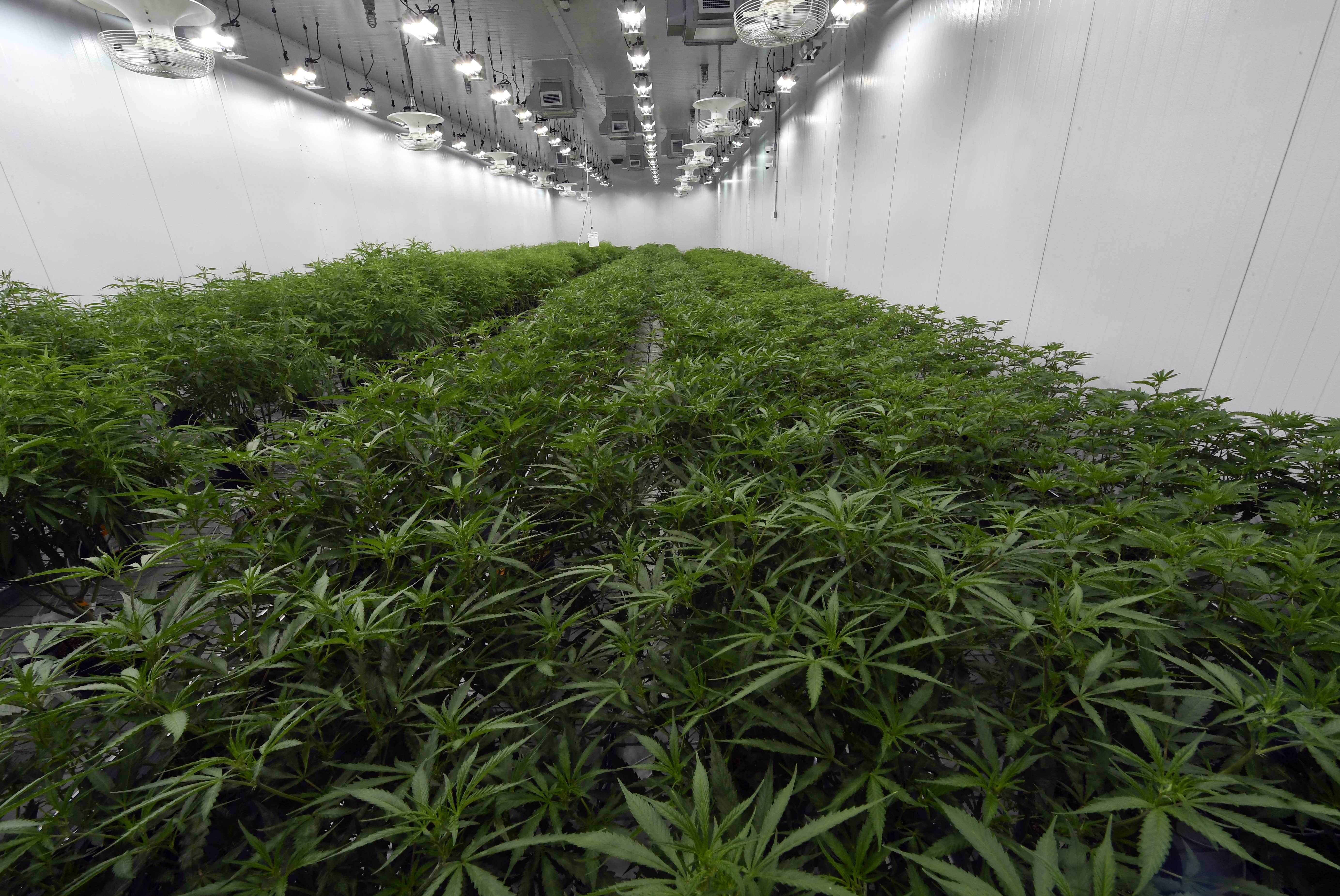 News 12 | Connecticut | Gov Lamont Set To Sign Recreational Marijuana ...