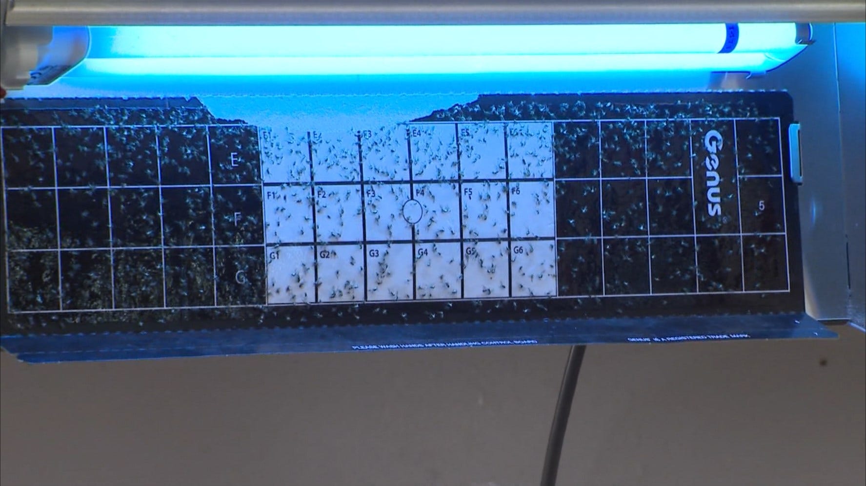 Leaking sewer pipe causes fruit fly infestation at New Jersey mall