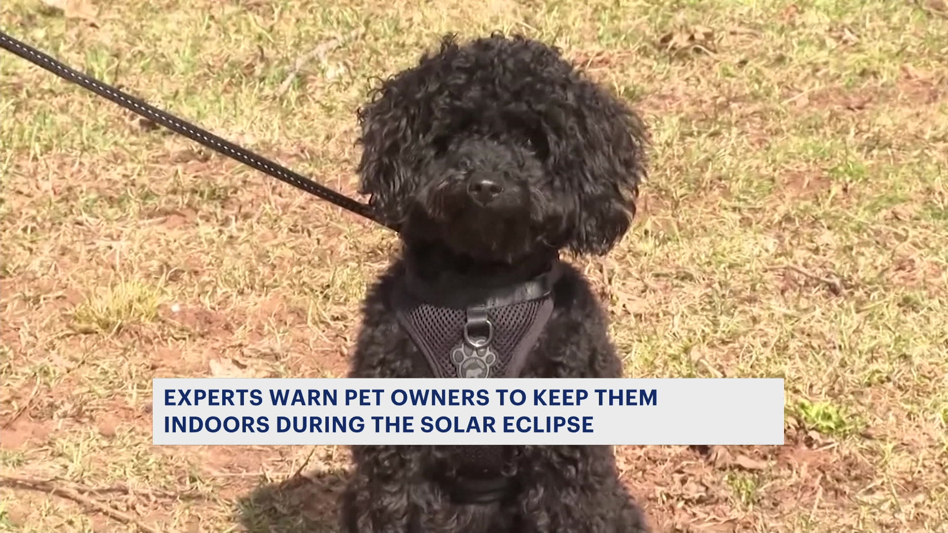 Monday’s solar eclipse could have negative impacts on pets. Here’s what ...