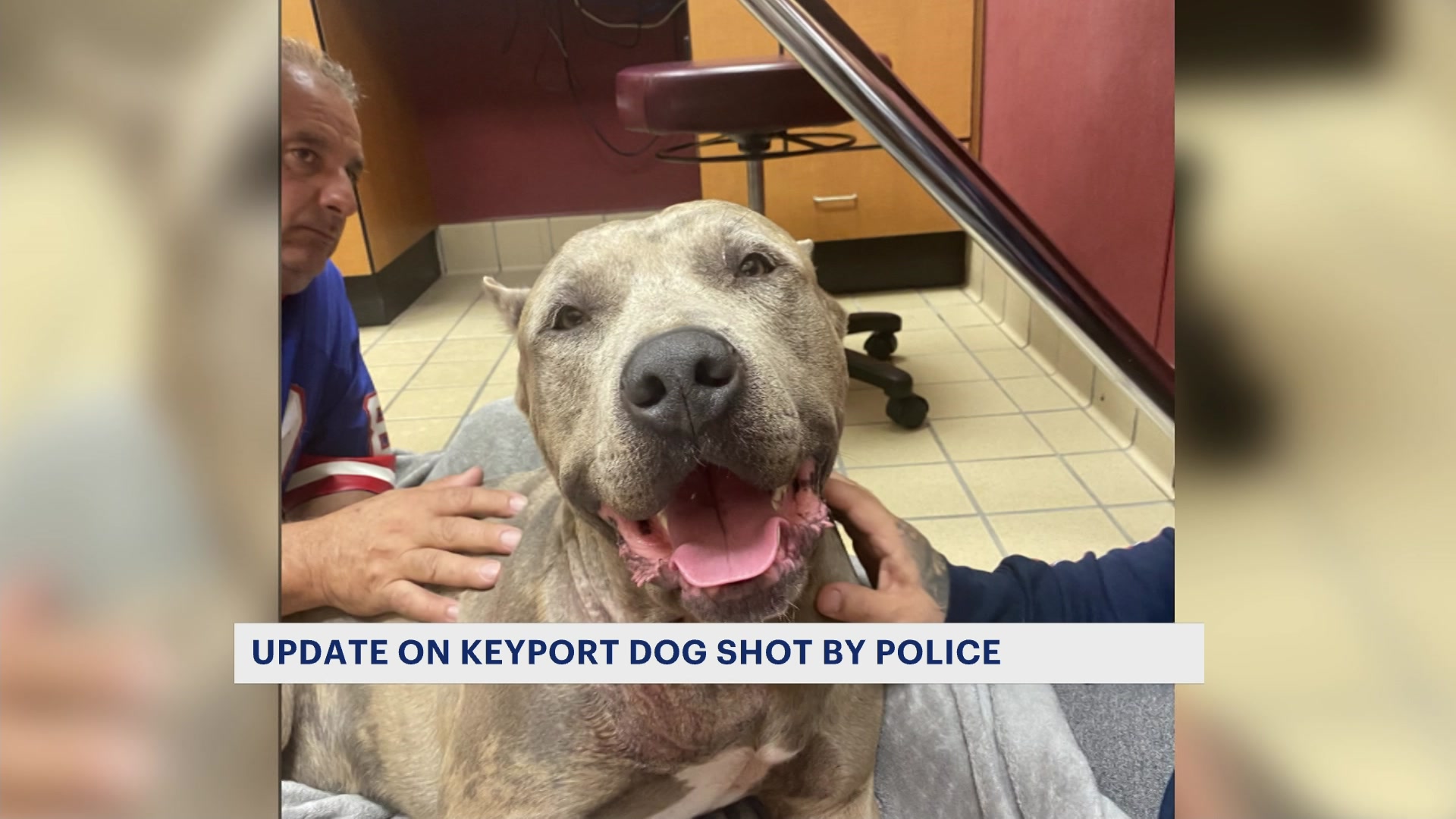 Owners of pit bull shot by Keyport police officer say dog is recovering